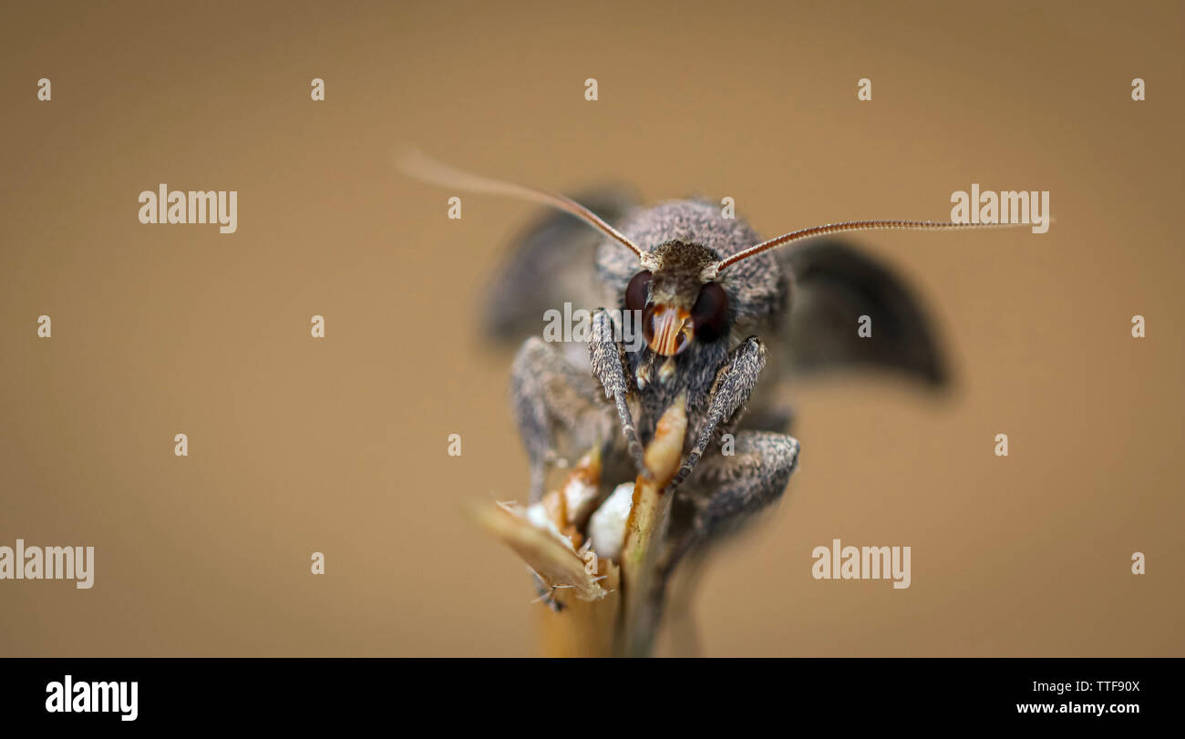 Insect feeler hi-res stock photography and images - Alamy