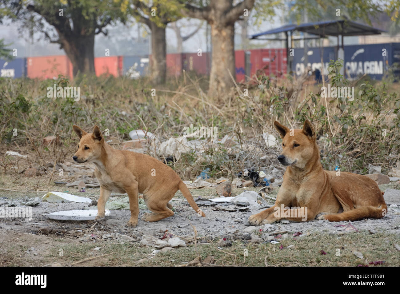 Cute Indian puppy enjoying life with father Stock Photo - Alamy