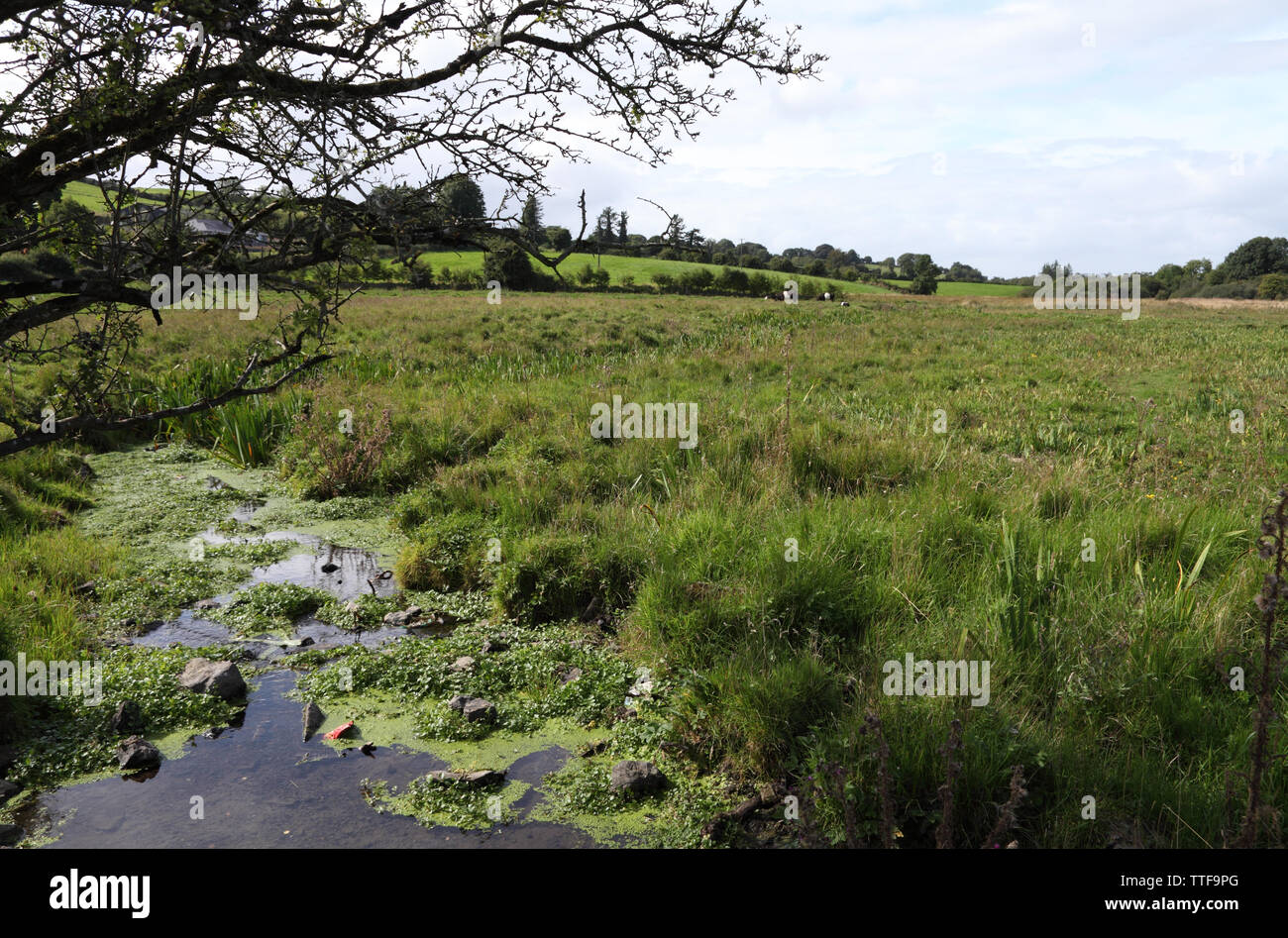 Peat bog in the grounds of Fore Abbey ruins, Fore, County Westmeath ...