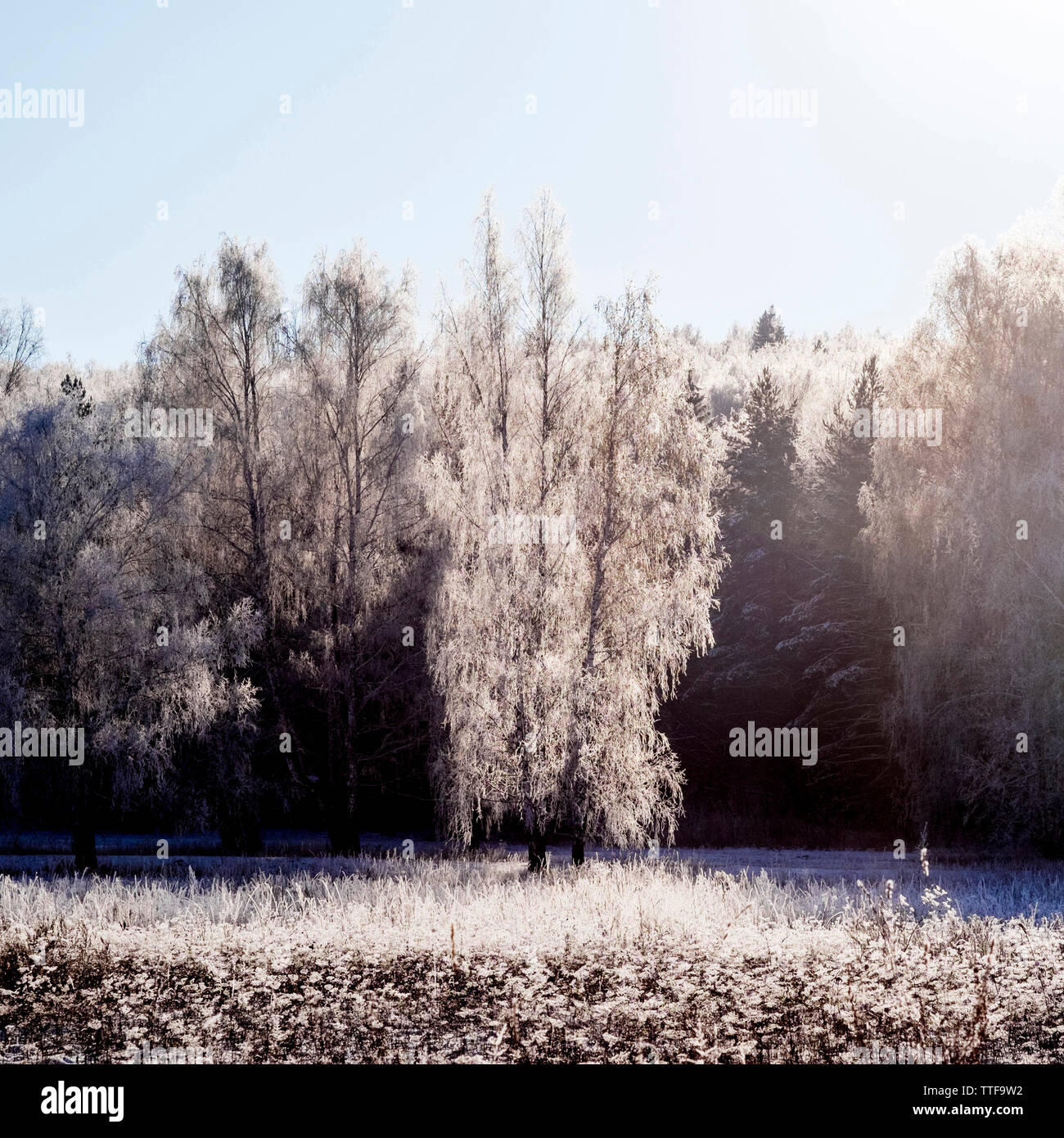 Snow covering trees plants hi-res stock photography and images - Alamy