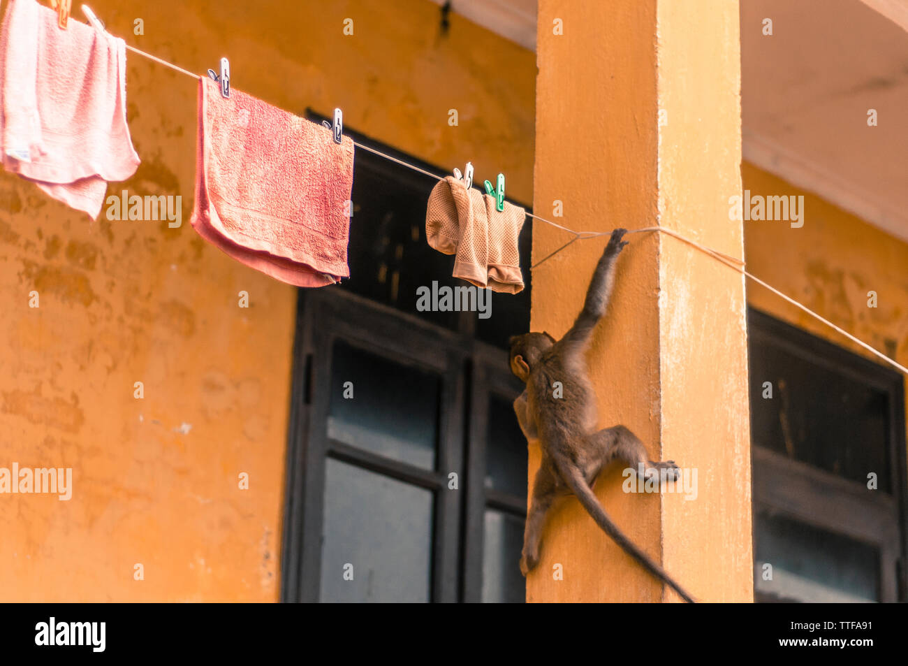 Monkey climbing pillar of concrete to get to hanging line Stock Photo ...