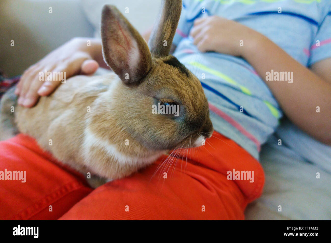 Boy with rabbit hi-res stock photography and images - Alamy