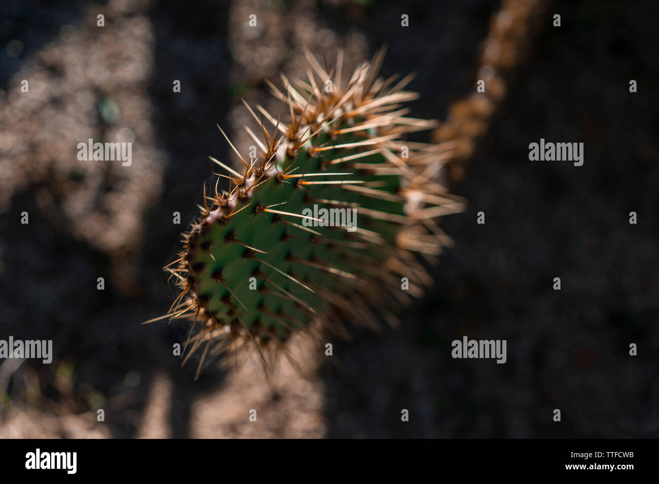 Spiky cactus on garden on sunny day Stock Photo - Alamy