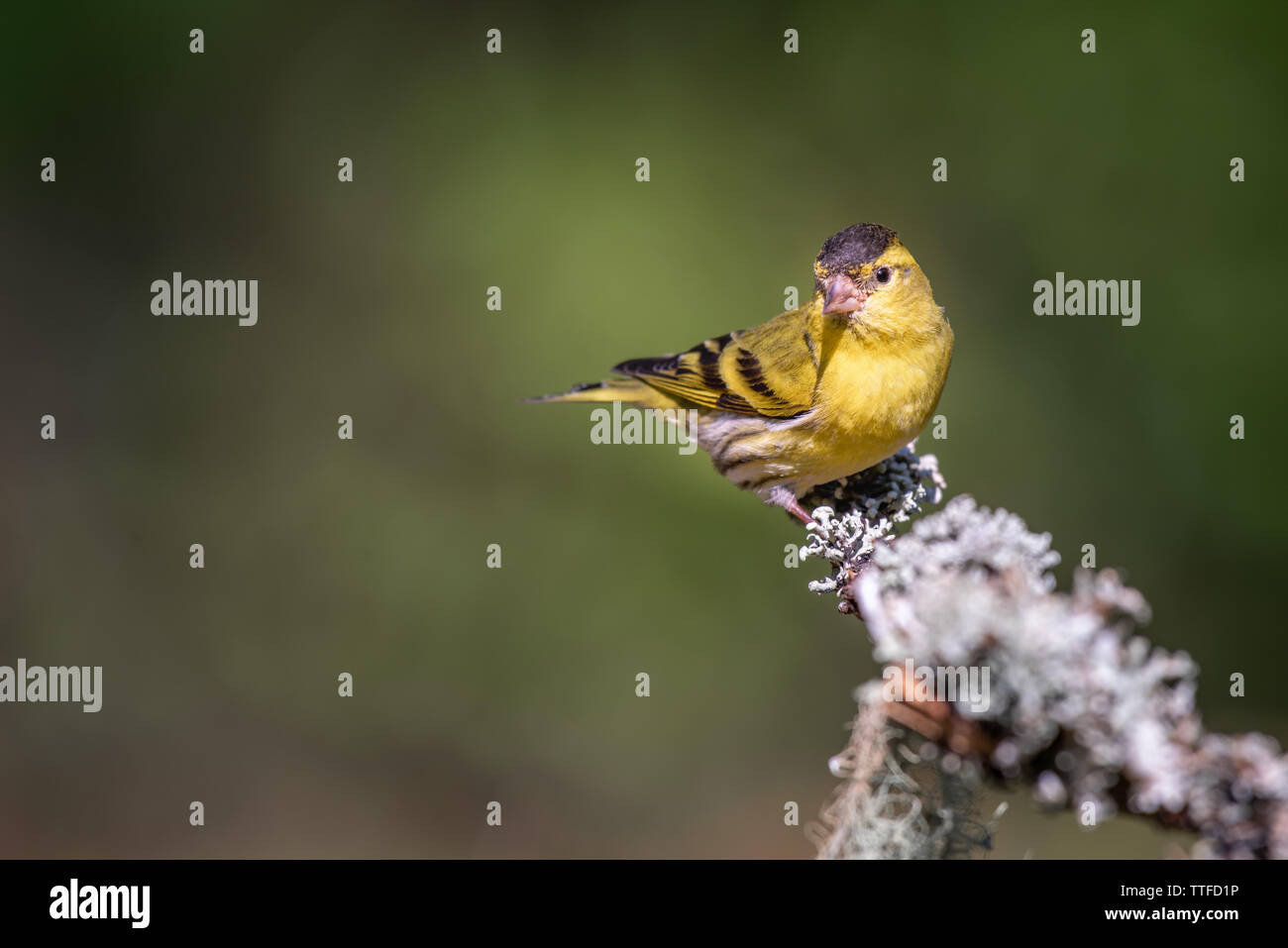 Male siskin hi-res stock photography and images - Alamy