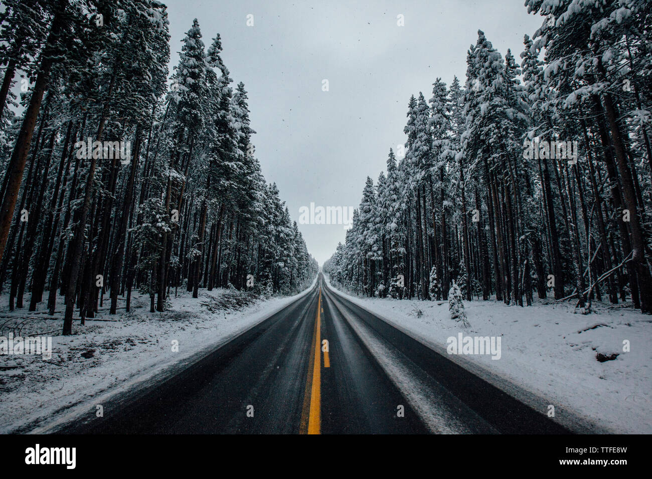 The snow trees hi-res stock photography and images - Alamy