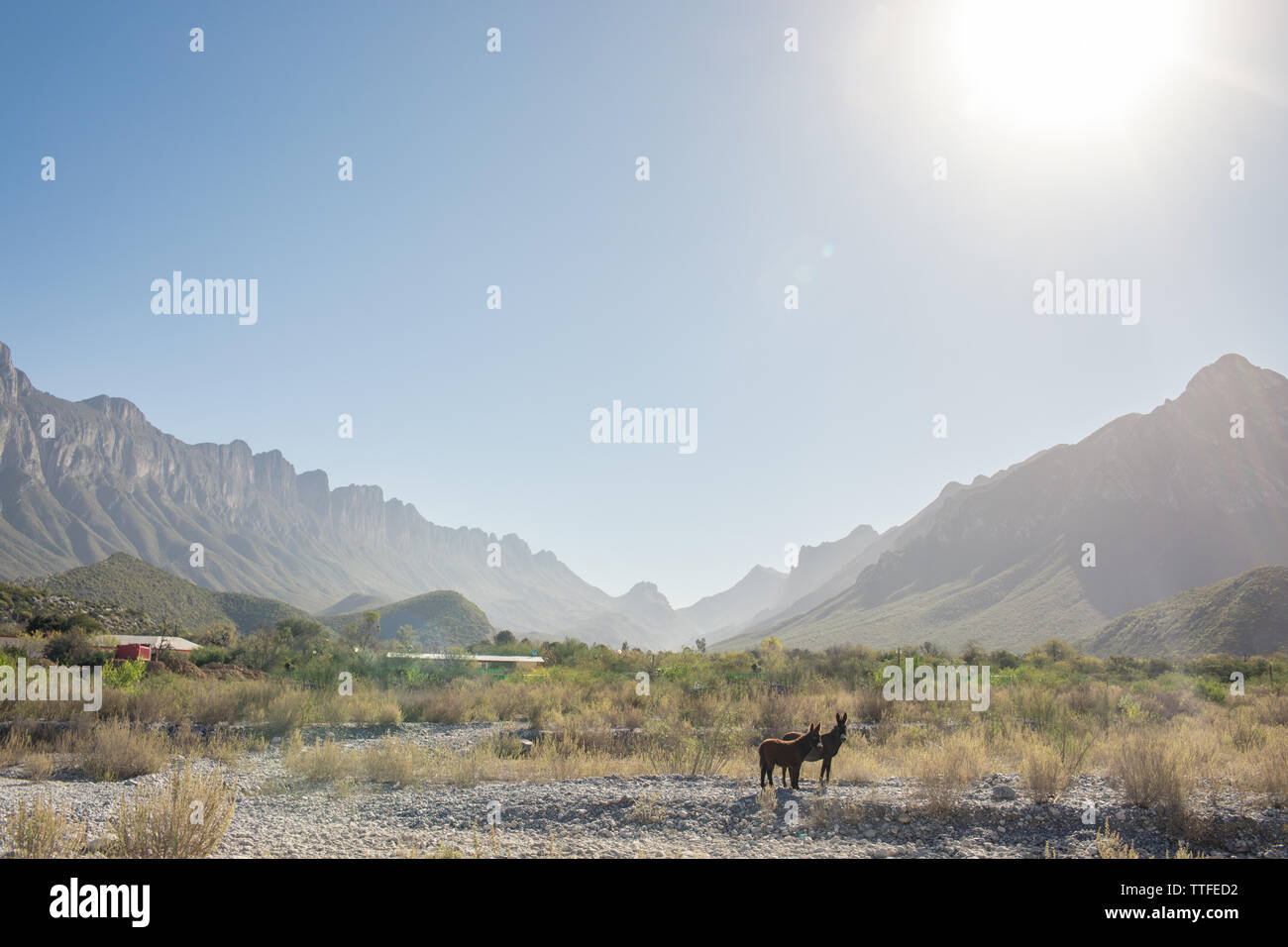Burros standing together in Northern Mexico Stock Photo - Alamy