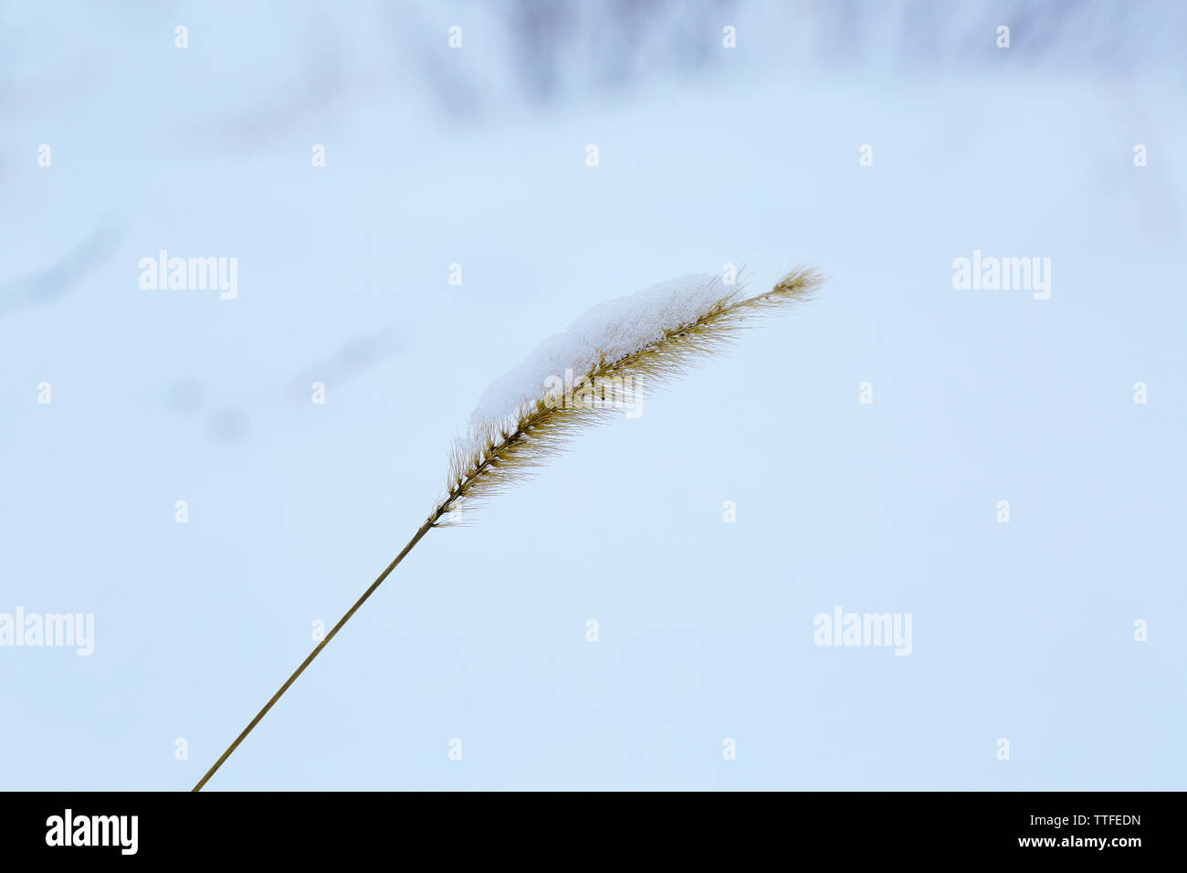 Single dry ear on snow background Stock Photo - Alamy