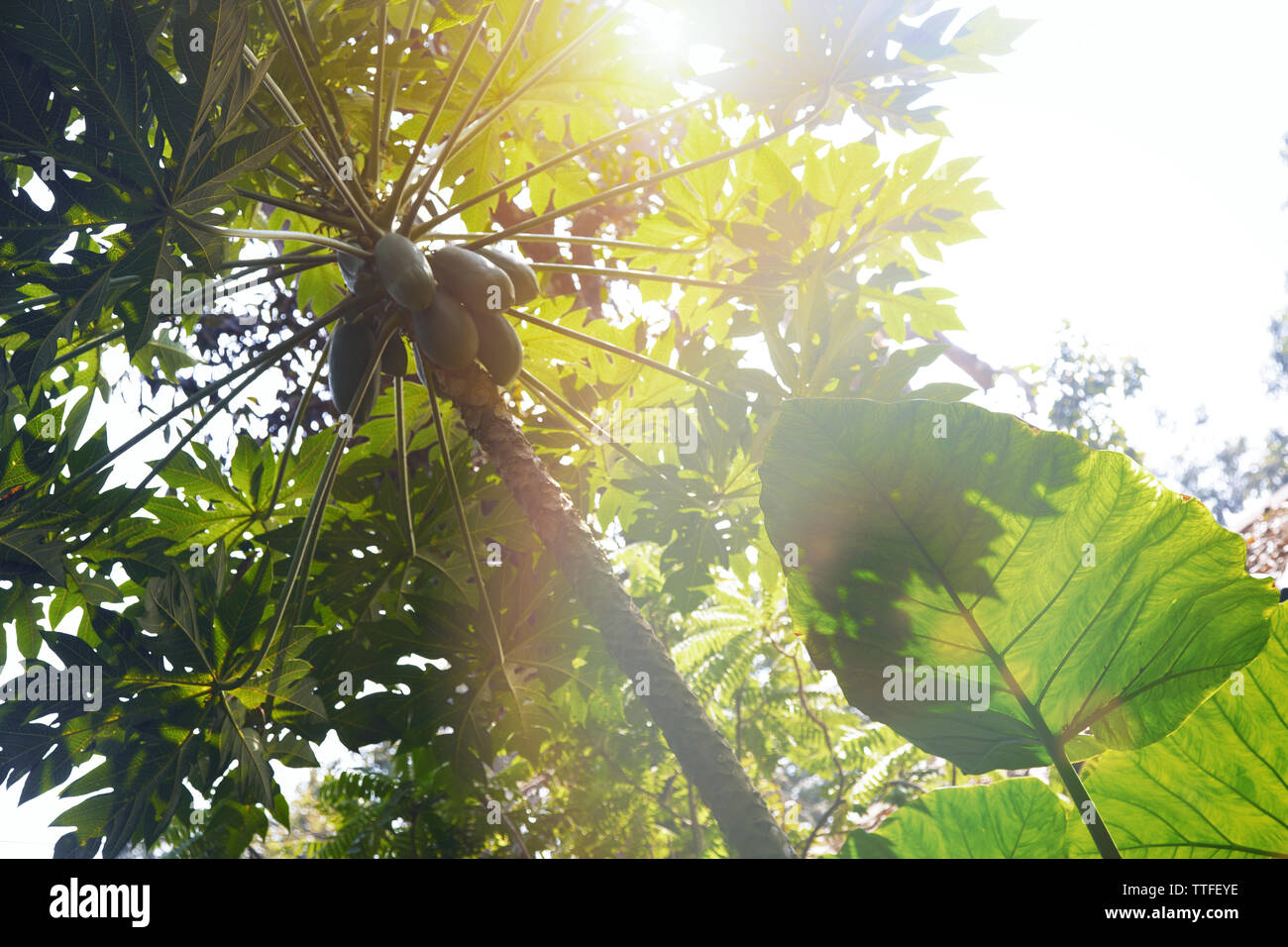 Papaw fruits with leaves hi-res stock photography and images - Alamy