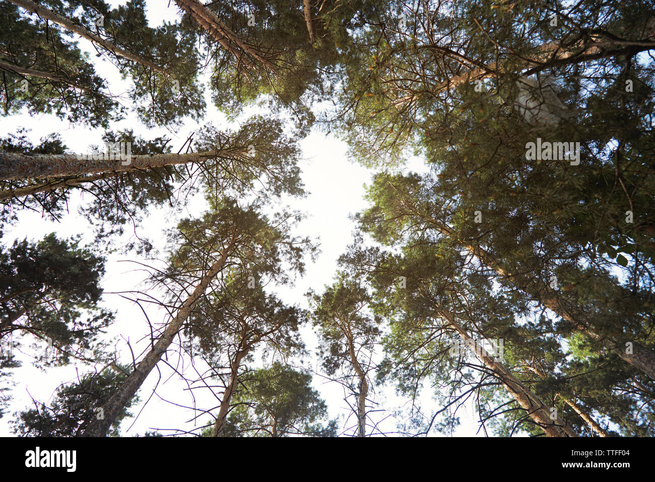 Canopy forest low angle trunk hi-res stock photography and images - Alamy