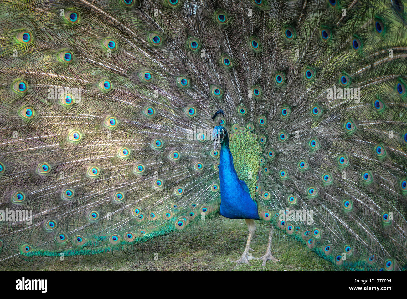 Multi colored peacock hi-res stock photography and images - Alamy