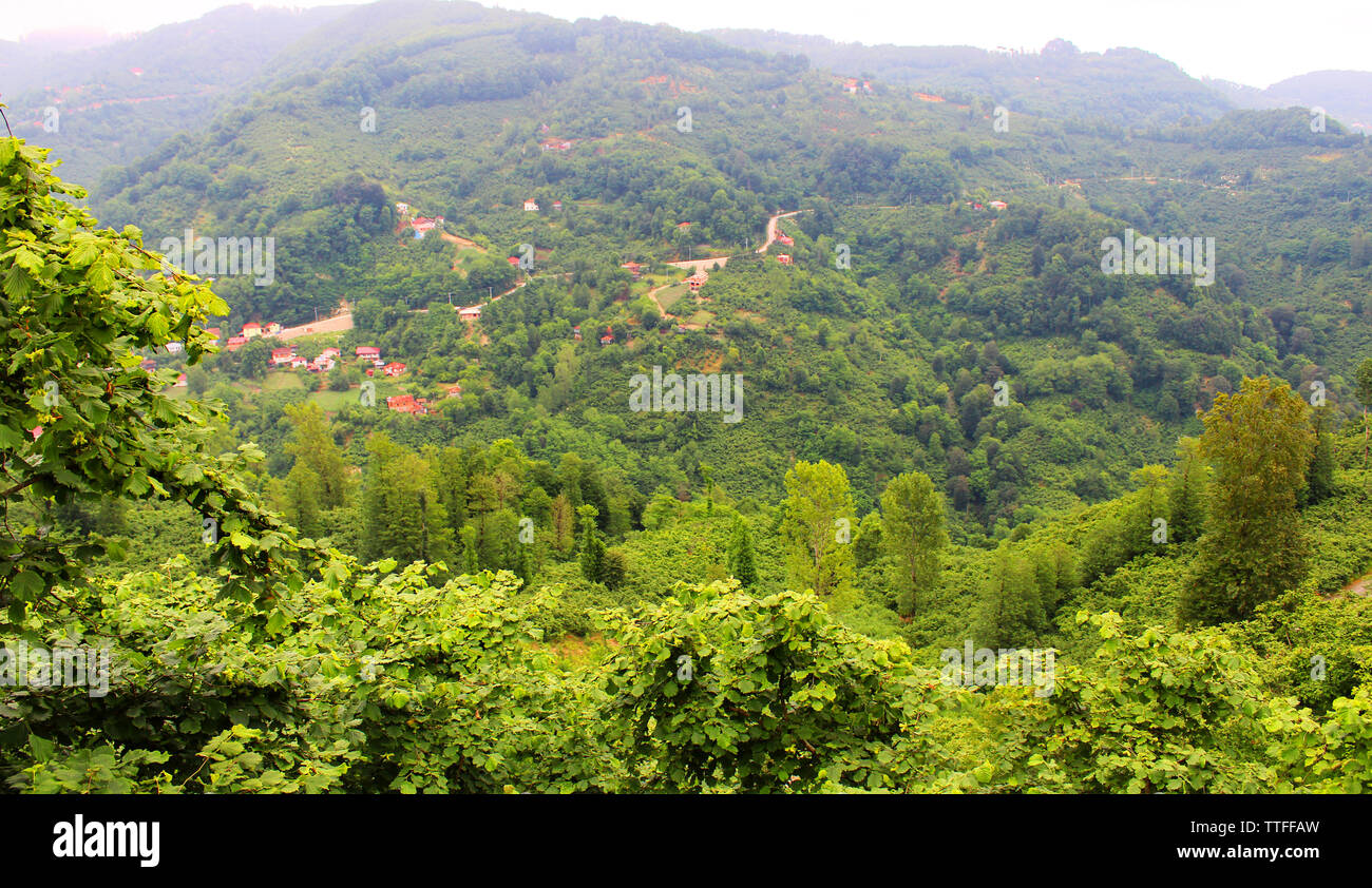 Black sea turkey hazelnut hi-res stock photography and images - Alamy