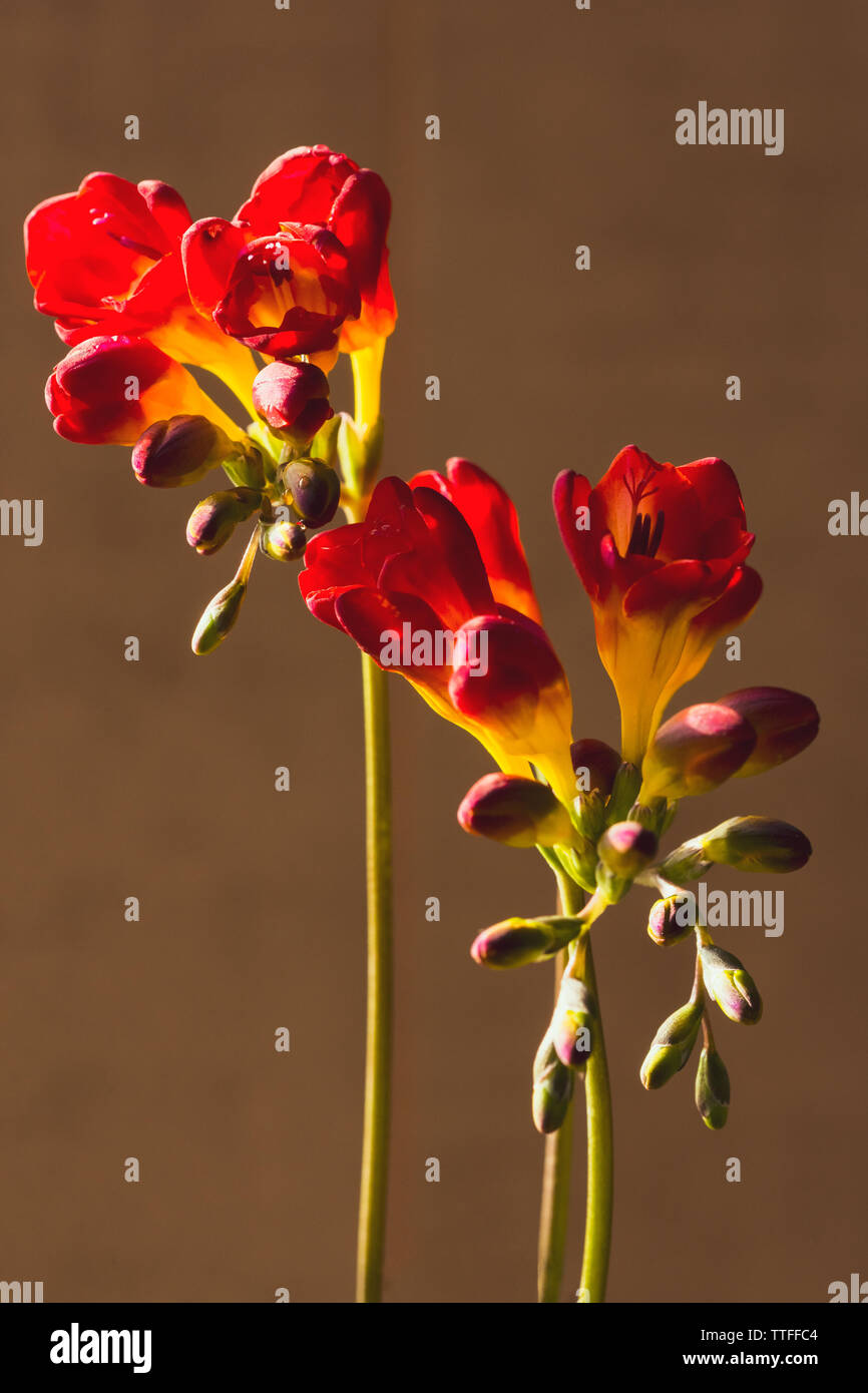 Freesia flower hi-res stock photography and images - Alamy