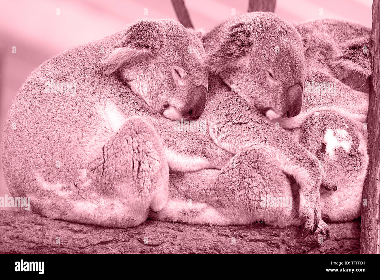 Koalas group hi-res stock photography and images - Alamy