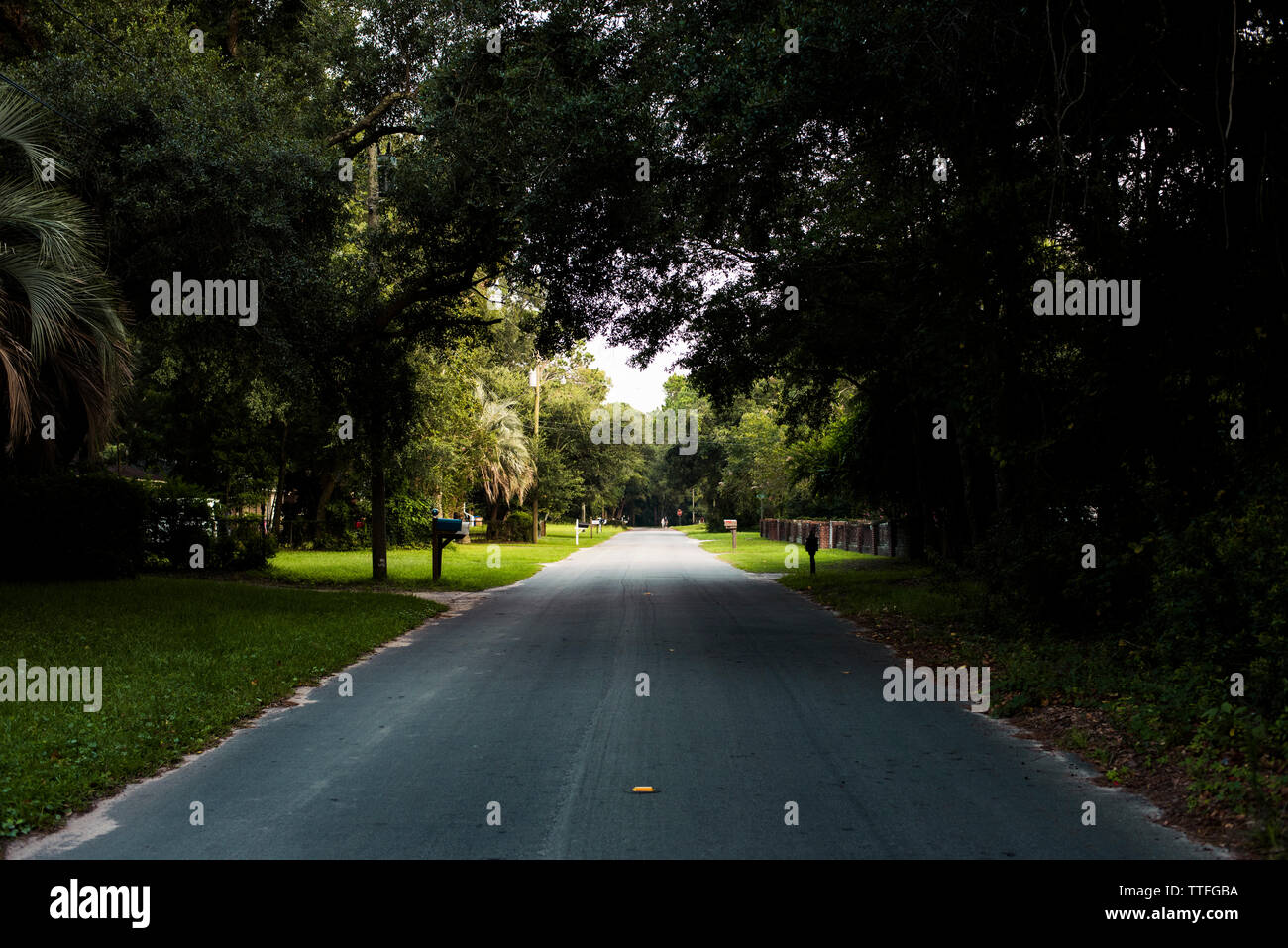 Tree covered street on James Island South Carolina Stock Photo - Alamy