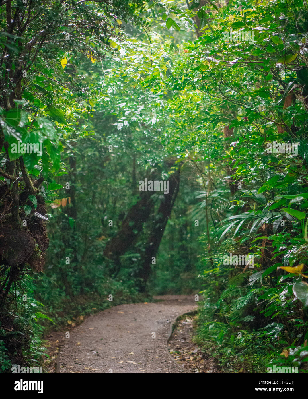 A path winds through a tropical rainforest Stock Photo - Alamy