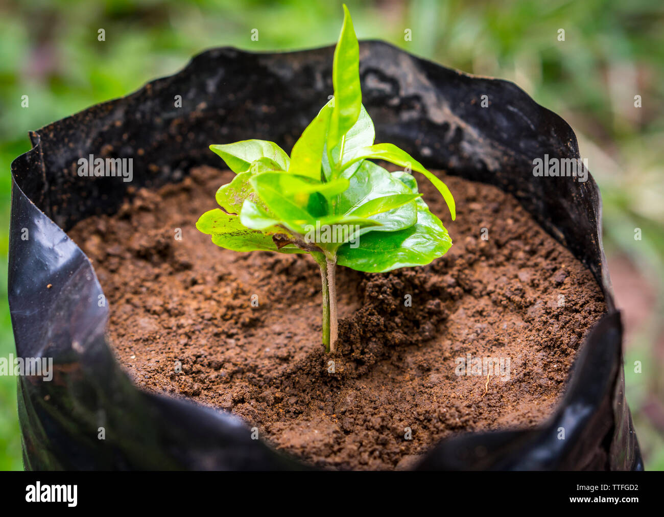 Growing plants in plastic bag hi-res stock photography and images - Alamy