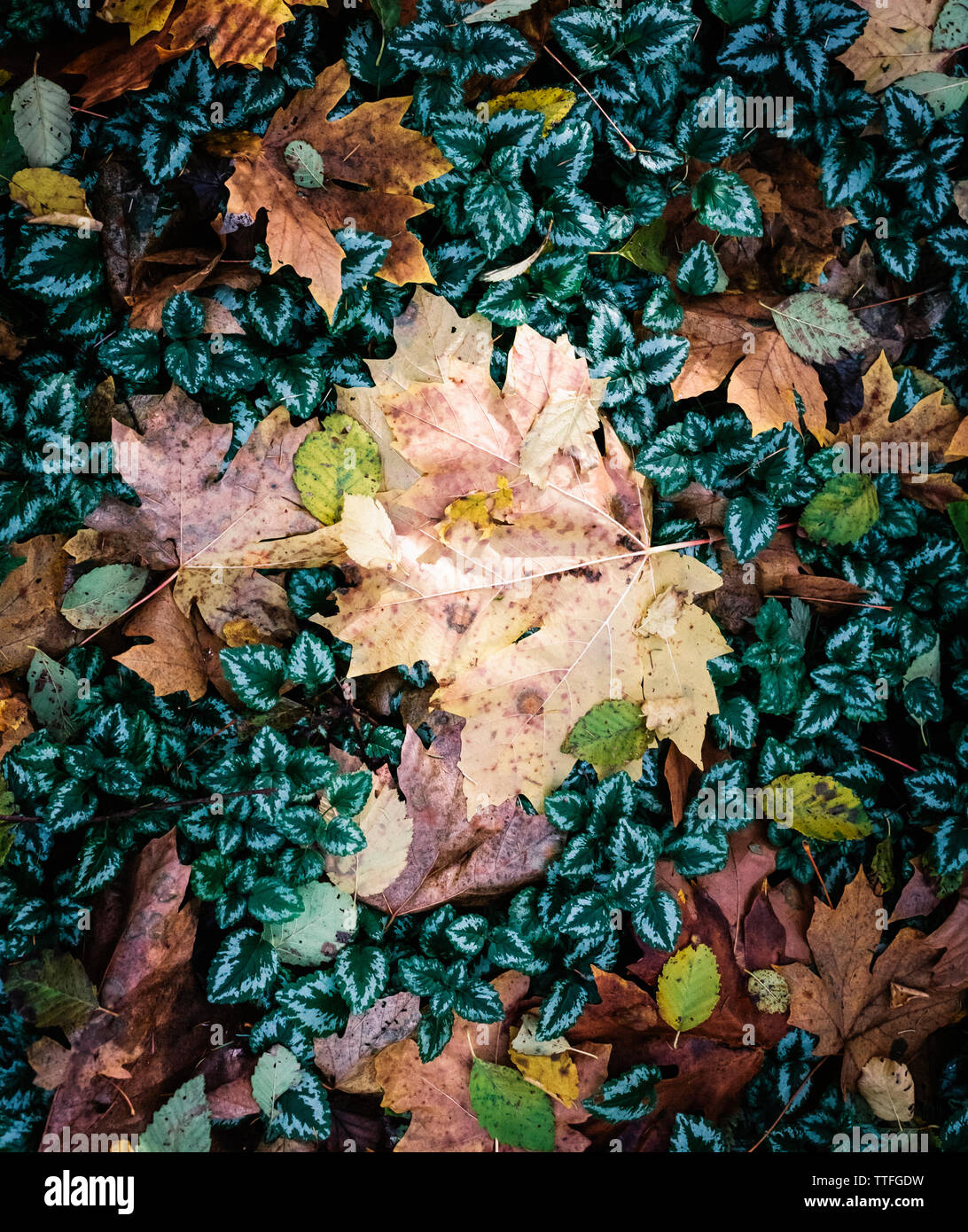 Dried maple leaves hi-res stock photography and images - Alamy