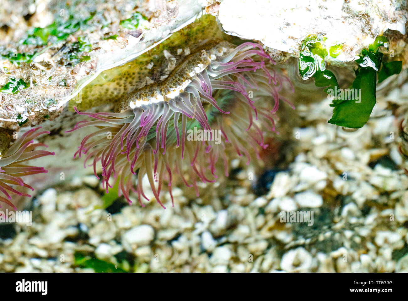 Selective underwater hi-res stock photography and images - Alamy