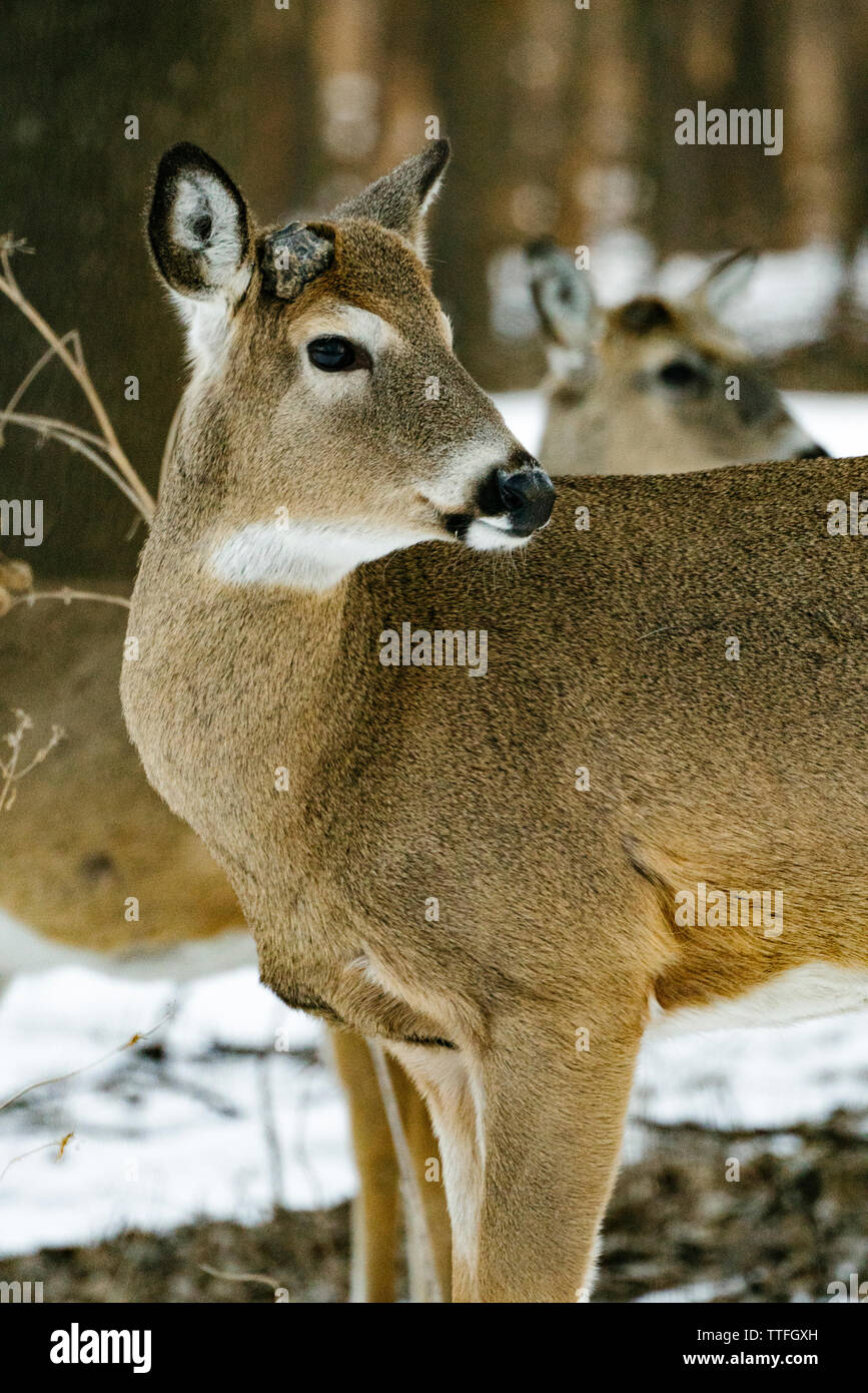 A male white-tailed buck looks away Stock Photo - Alamy