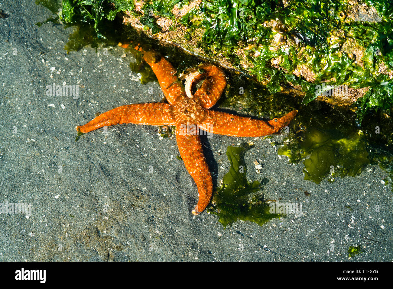 View from above of an orange sea star in a tide pool Stock Photo - Alamy