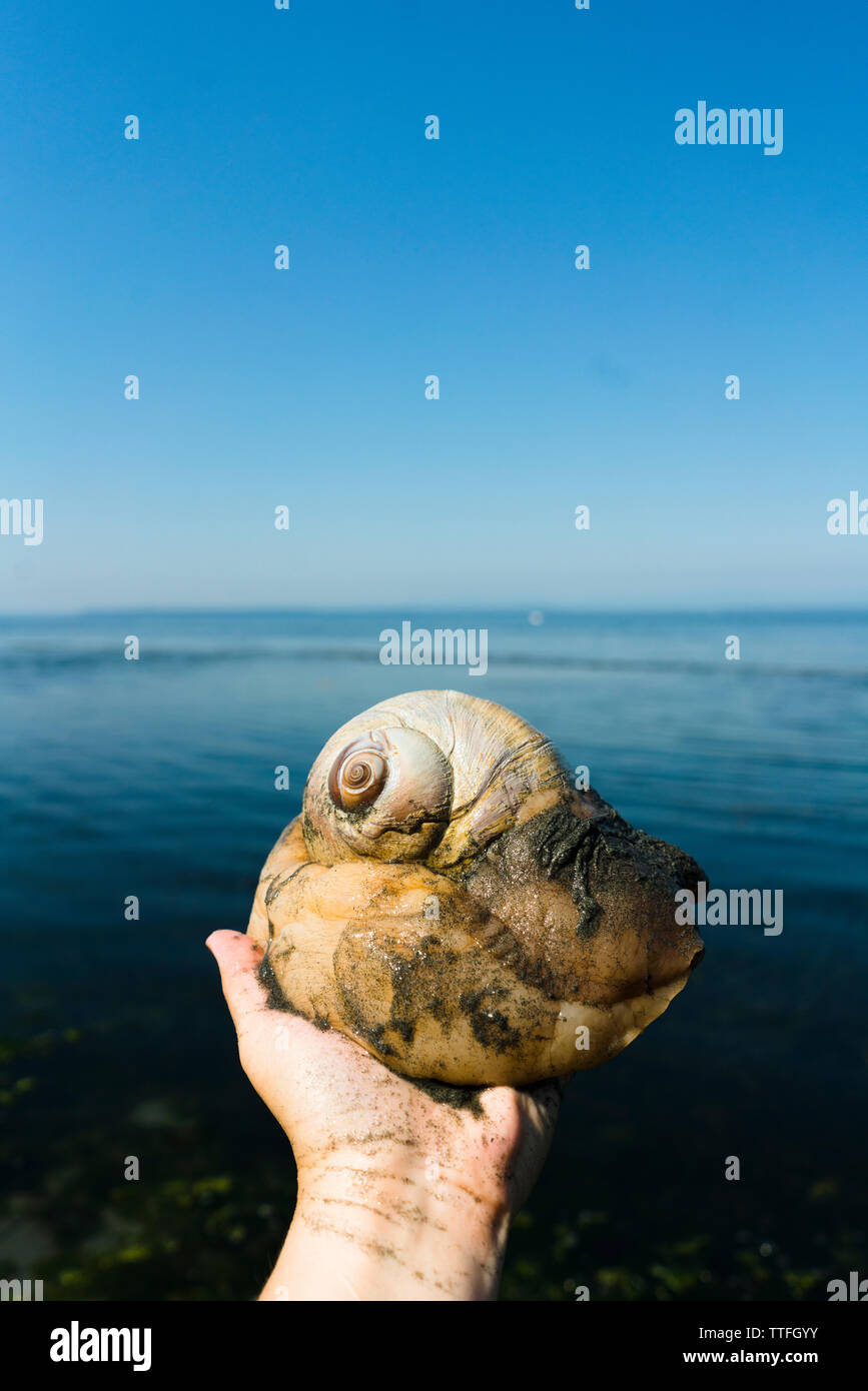 Moon snail hi-res stock photography and images - Alamy