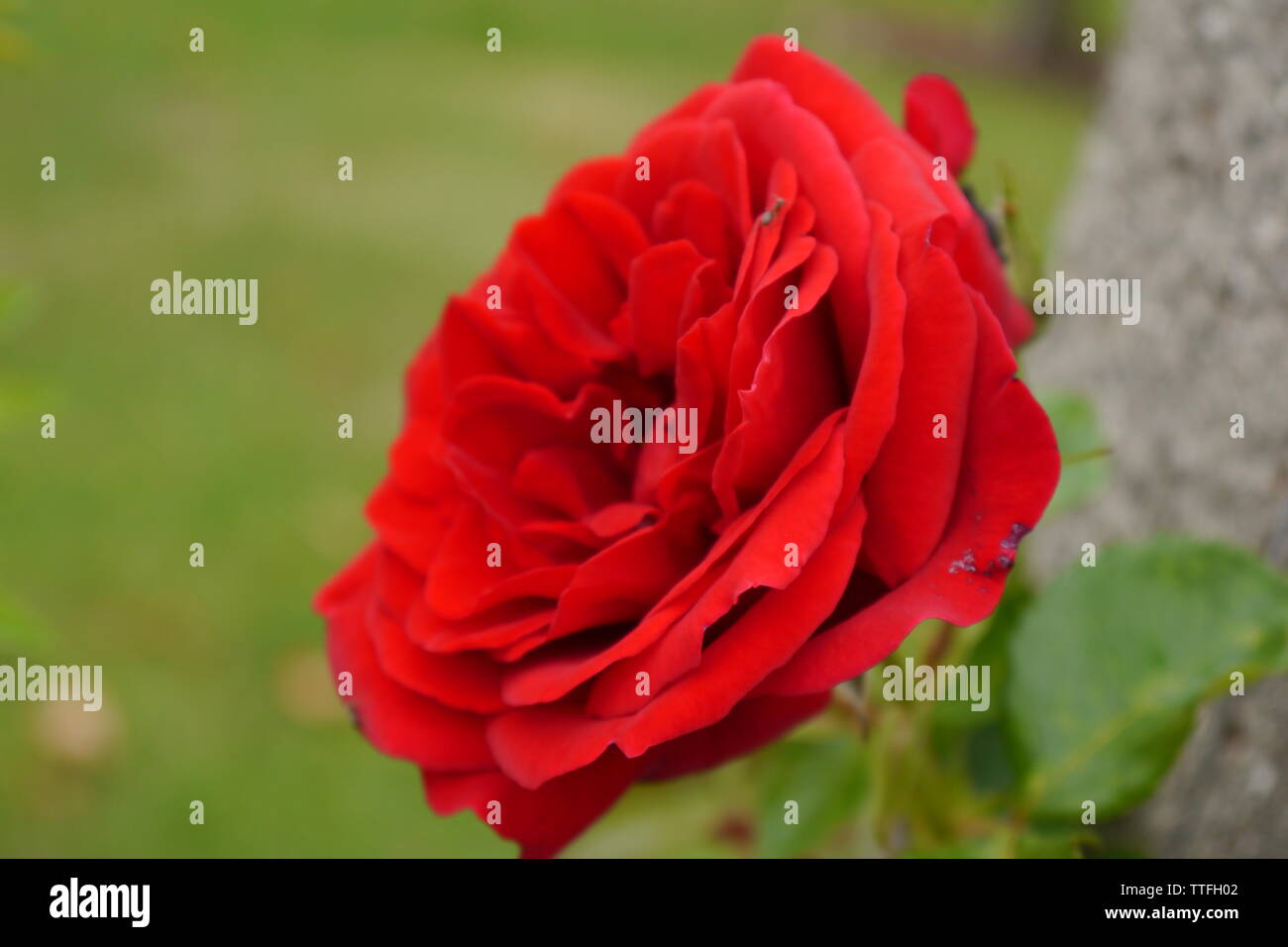 Close up of many red roses Stock Photo - Alamy