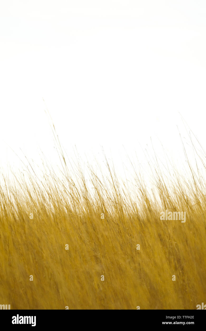 Tall grass growing on a prairie Stock Photo - Alamy