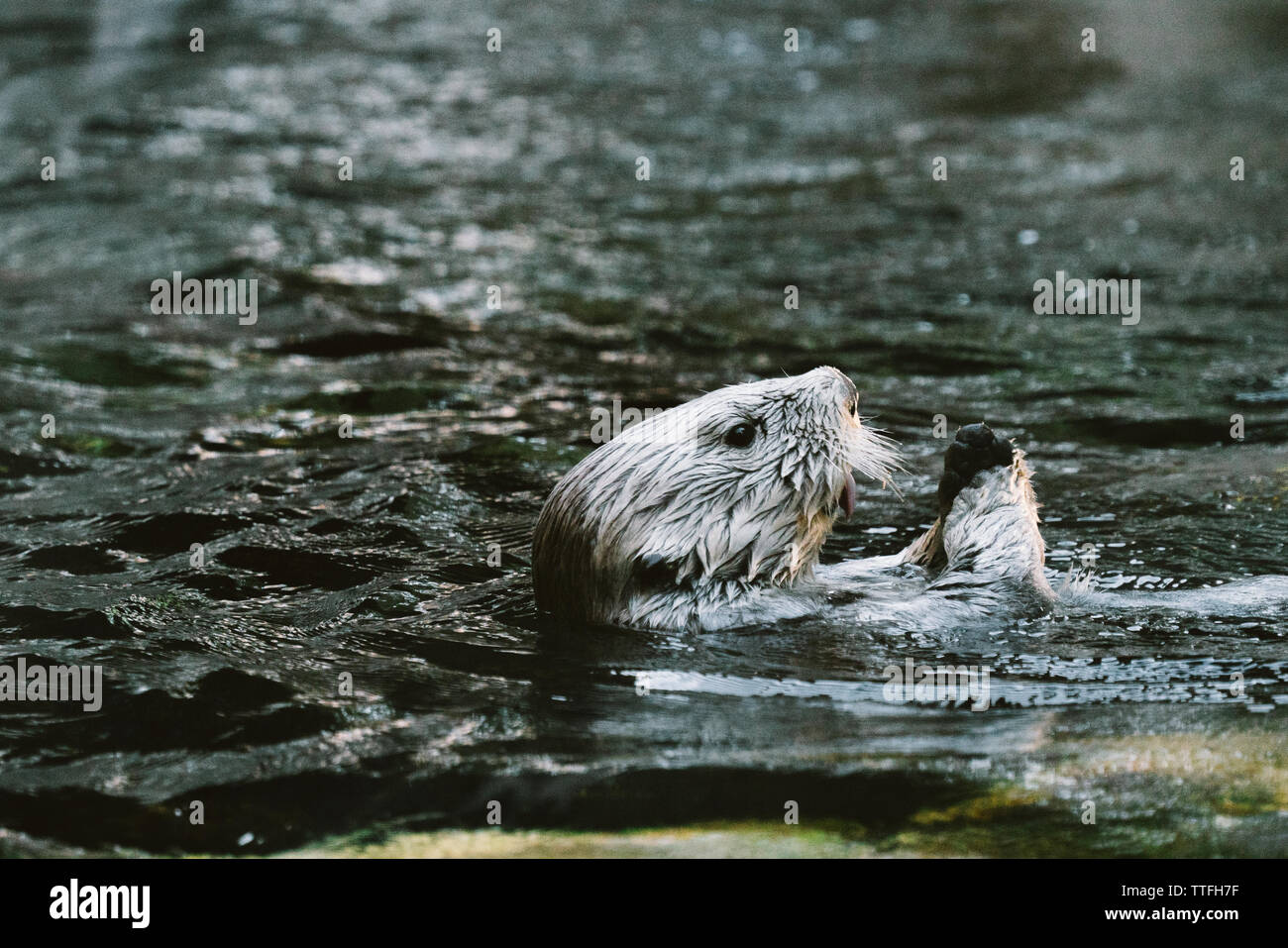Side view of a Sea Otter swimming on its back Stock Photo - Alamy