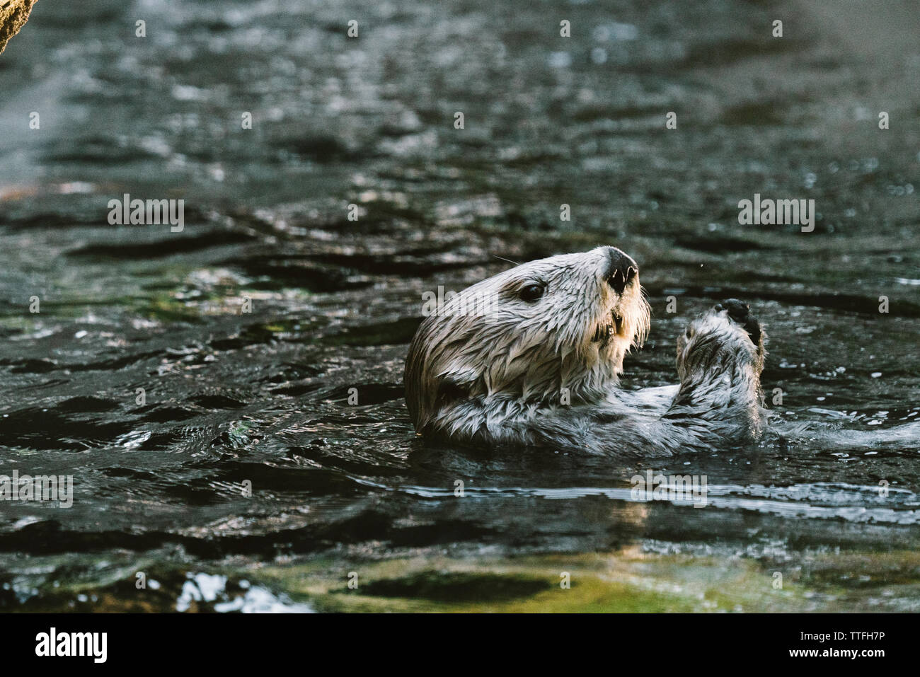 Side view of a Sea Otter swimming in an aquarium Stock Photo - Alamy