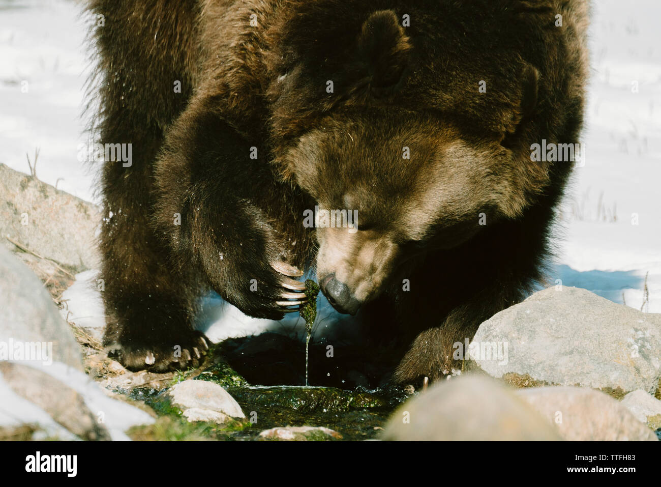 Closeup of a Grizzly Bear smelling algae from a pond Stock Photo - Alamy