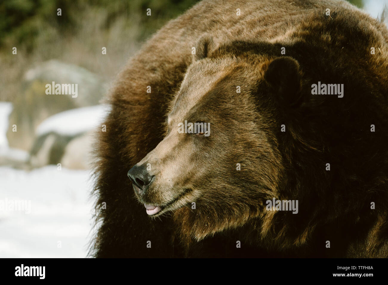 Grizzly bear tongue hi-res stock photography and images - Alamy