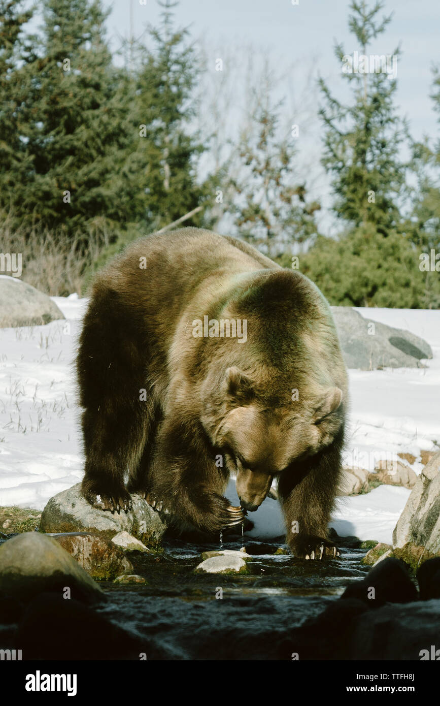 Bear drinking water hi-res stock photography and images - Alamy