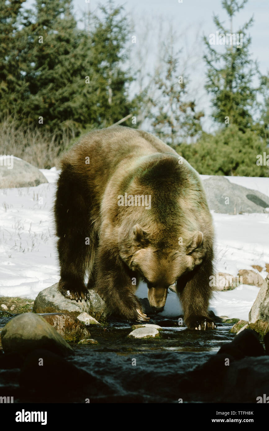 Bear drinking water hi-res stock photography and images - Alamy