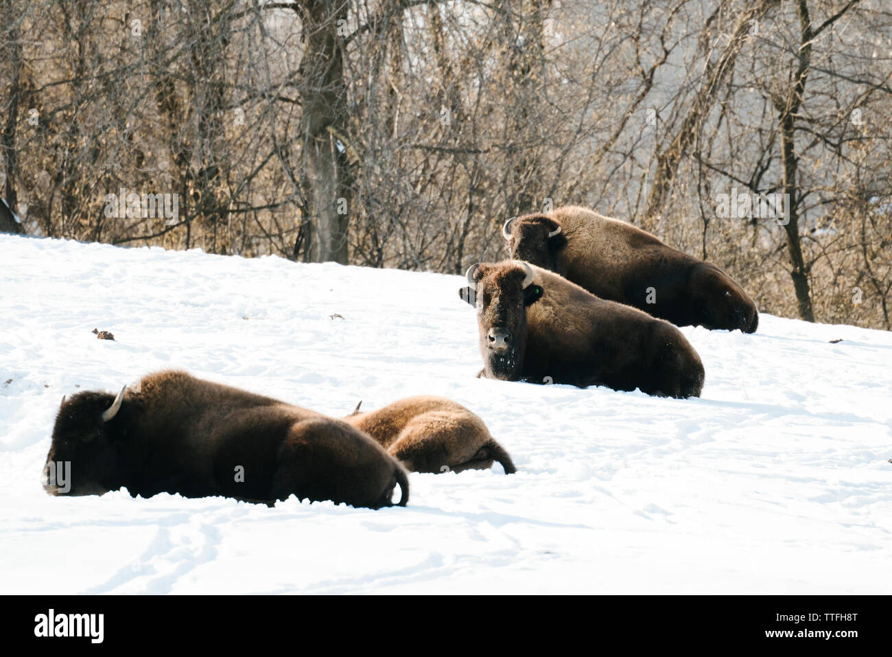 Bison snow cold buffalo hi-res stock photography and images - Alamy