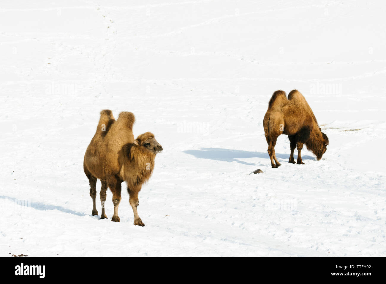 Camel snow hi-res stock photography and images - Alamy