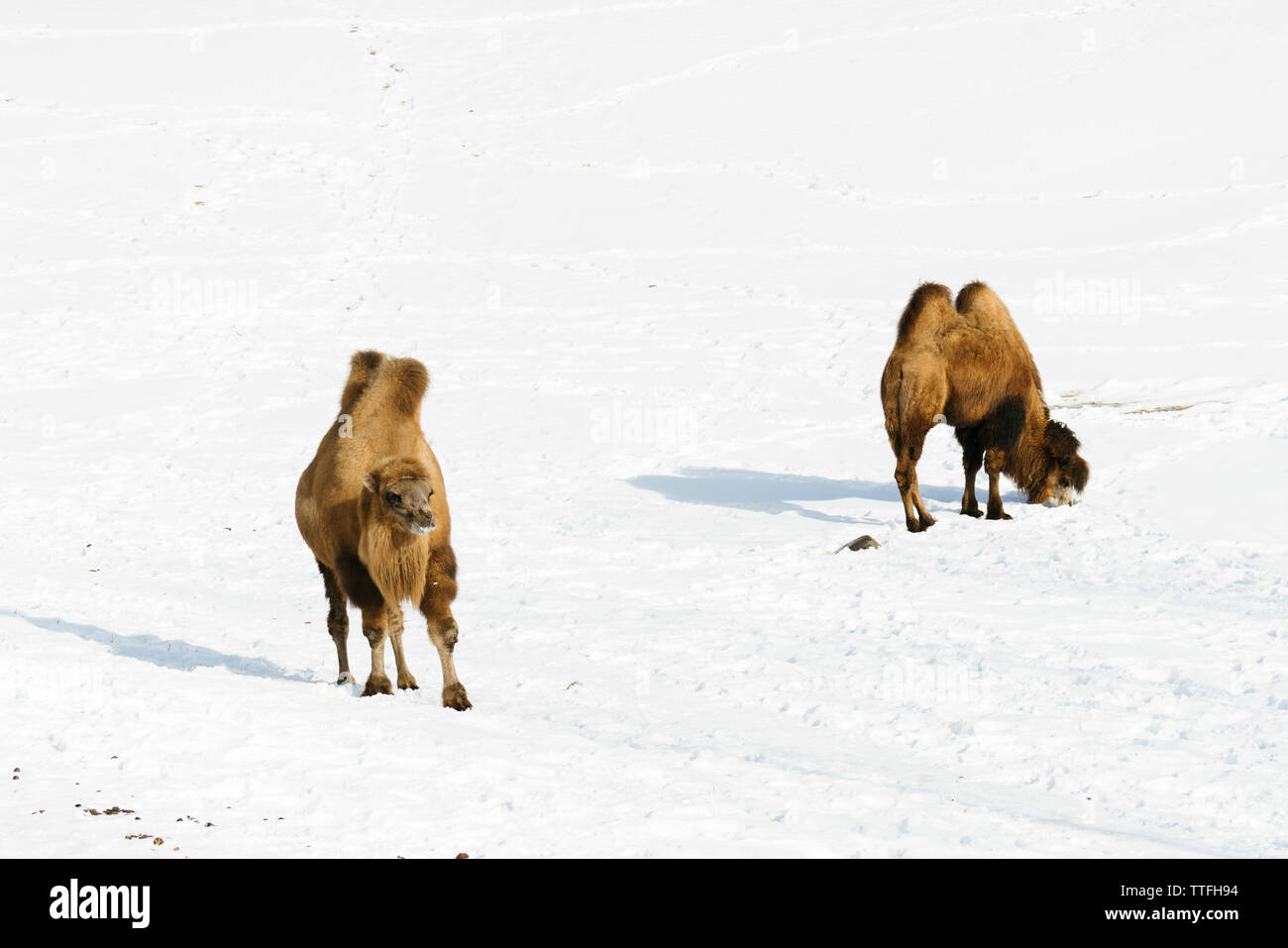 Camel snow hi-res stock photography and images - Alamy