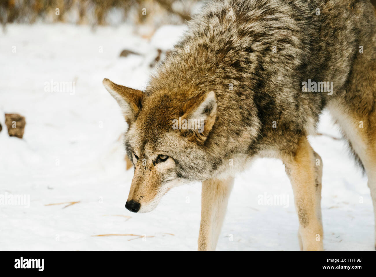 Side view of a coyote standing in the snow Stock Photo - Alamy