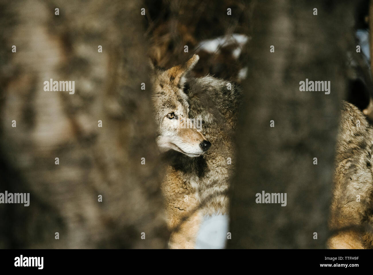 View through the trees of a coyote standing in the woods Stock Photo ...