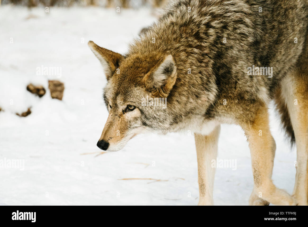Side view of a coyote in the snow Stock Photo - Alamy