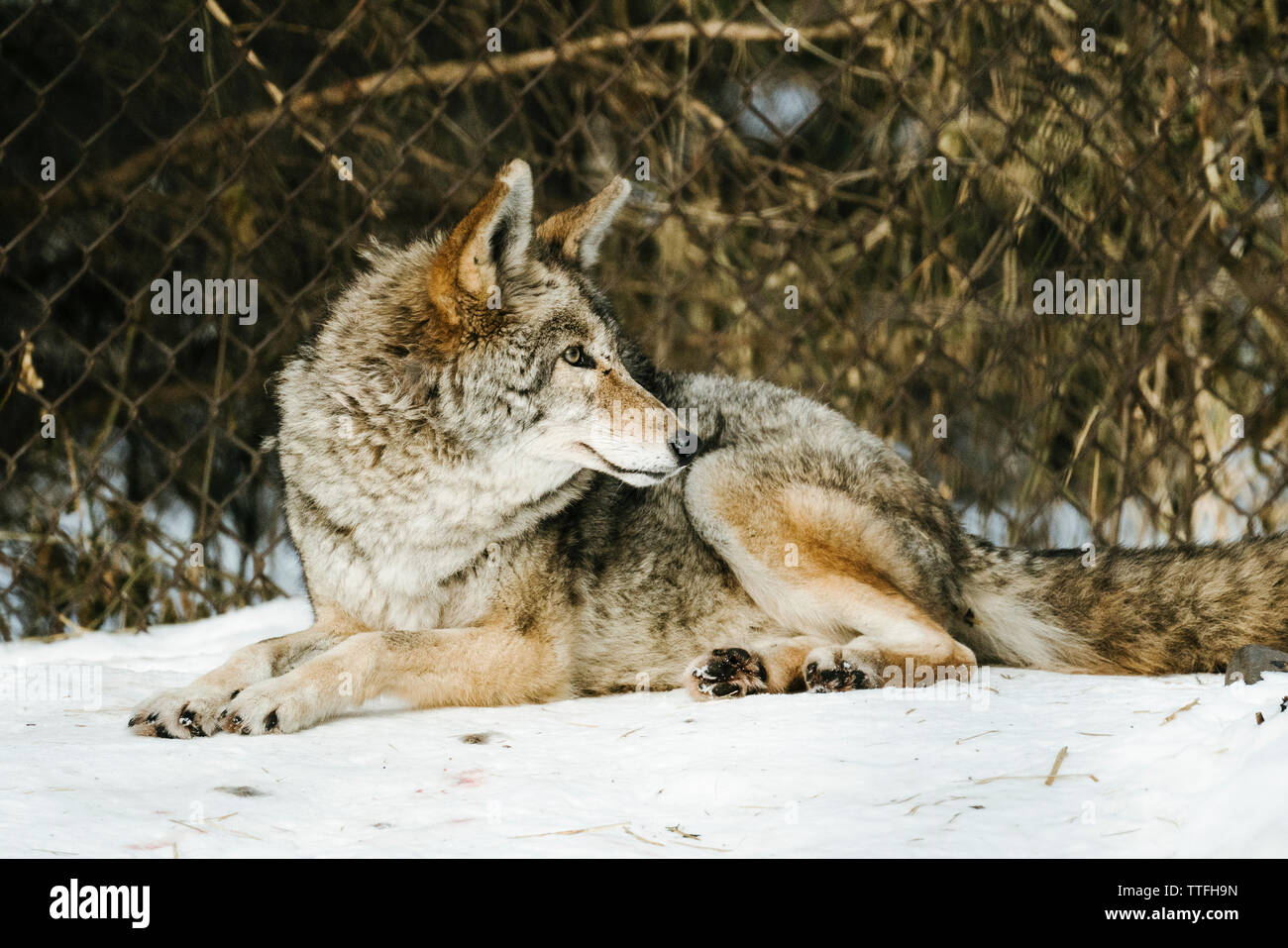 Side view of a coyote laying in the snow in a zoo Stock Photo - Alamy