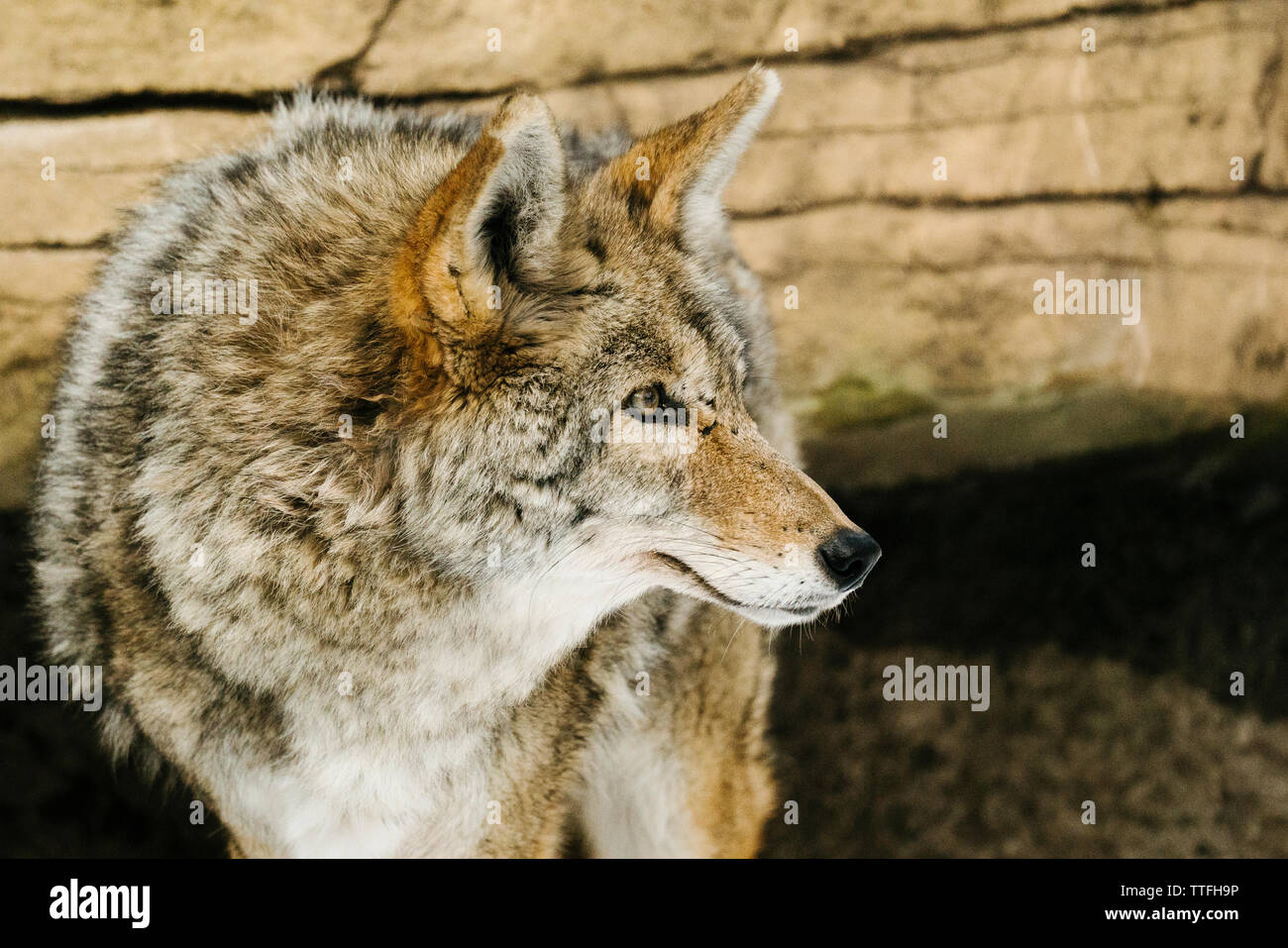 Closeup side view of a coyote standing in front of a rock wall Stock ...