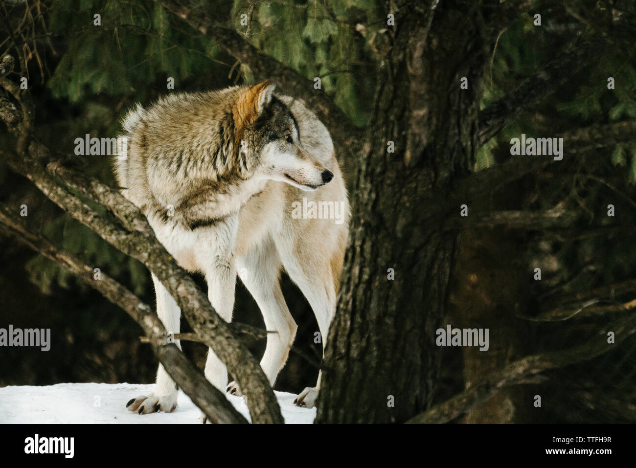 Side view through the trees of a Gray Wolf Stock Photo - Alamy