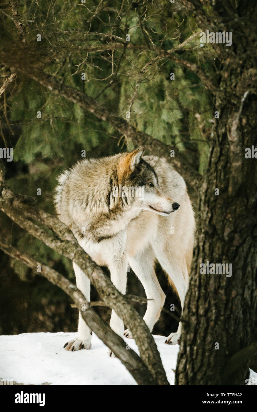 Side view of a Gray Wolf through the trees Stock Photo - Alamy