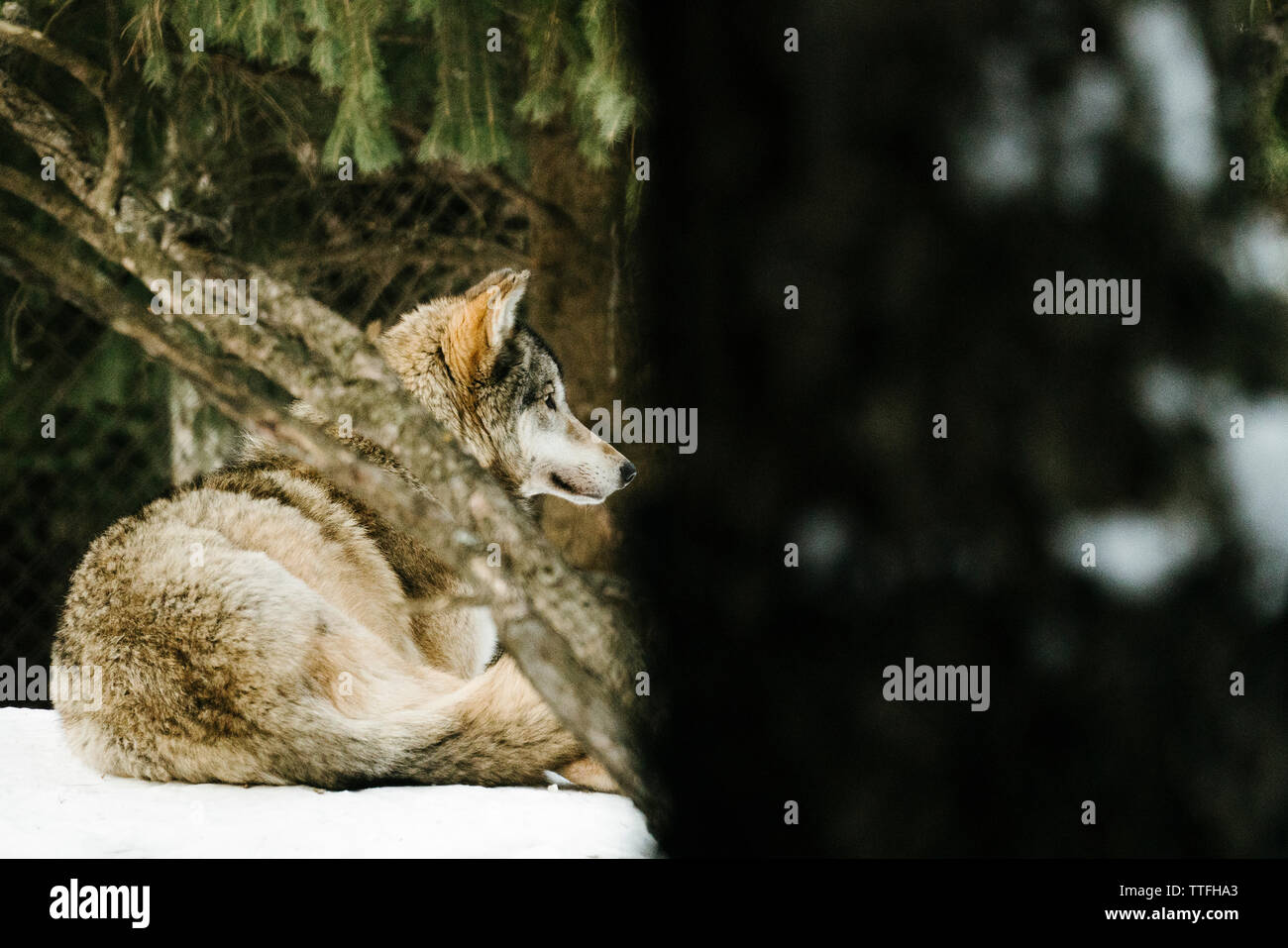Side view of a gray wolf laying in the snow Stock Photo - Alamy