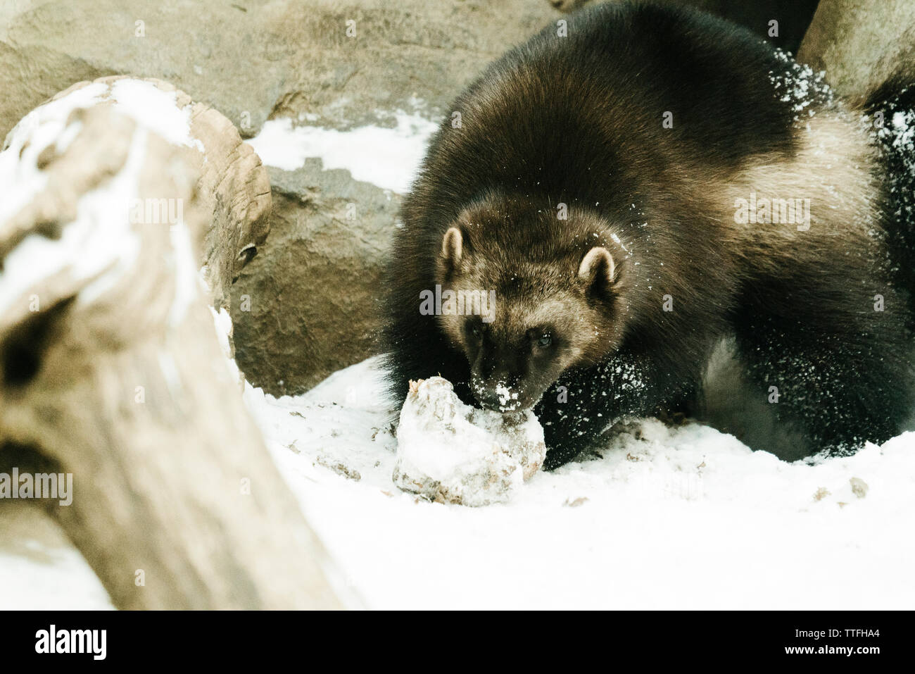 Wolverine hi-res stock photography and images - Alamy
