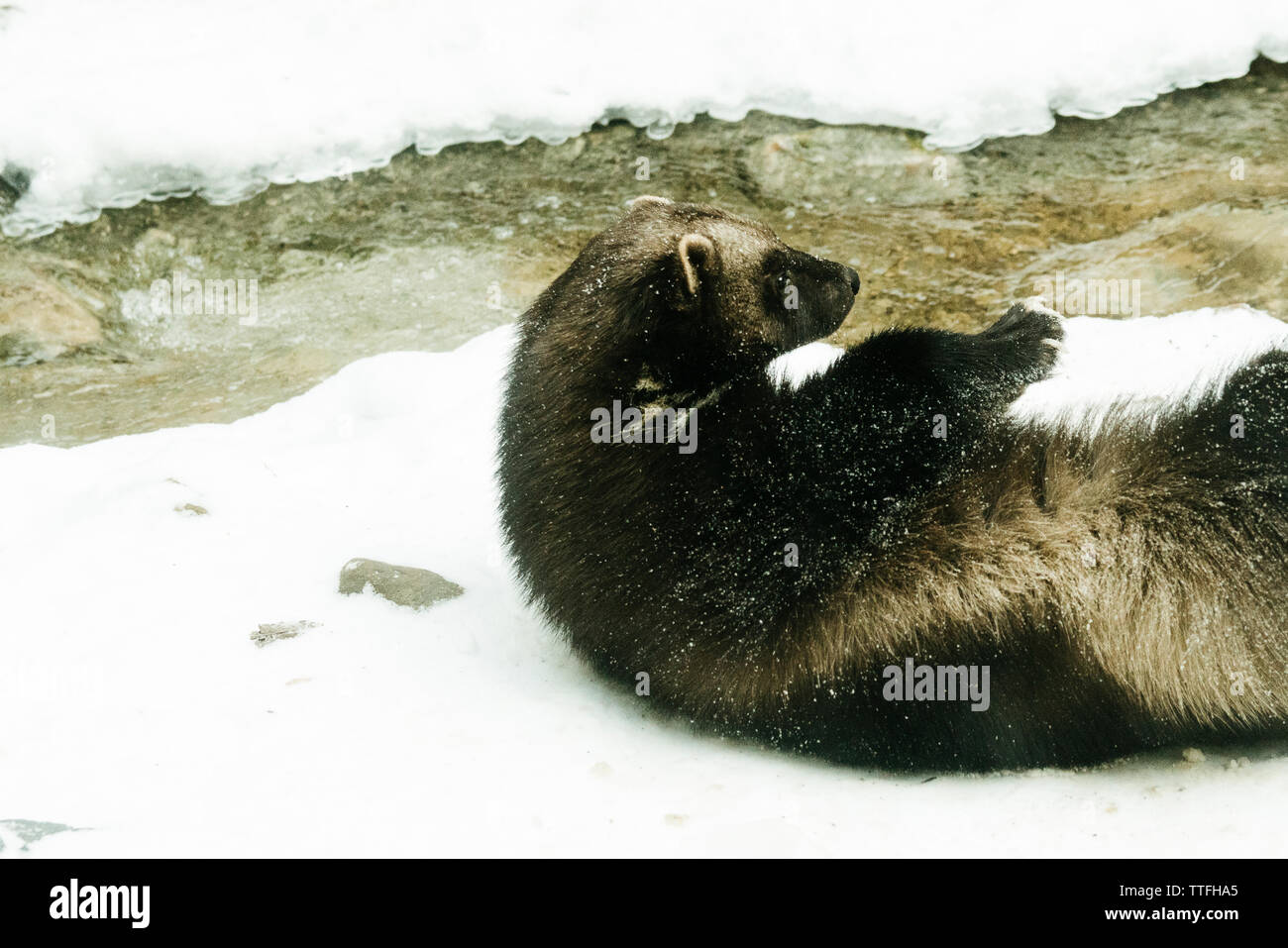 Side view of a wolverine laying in the snow Stock Photo - Alamy