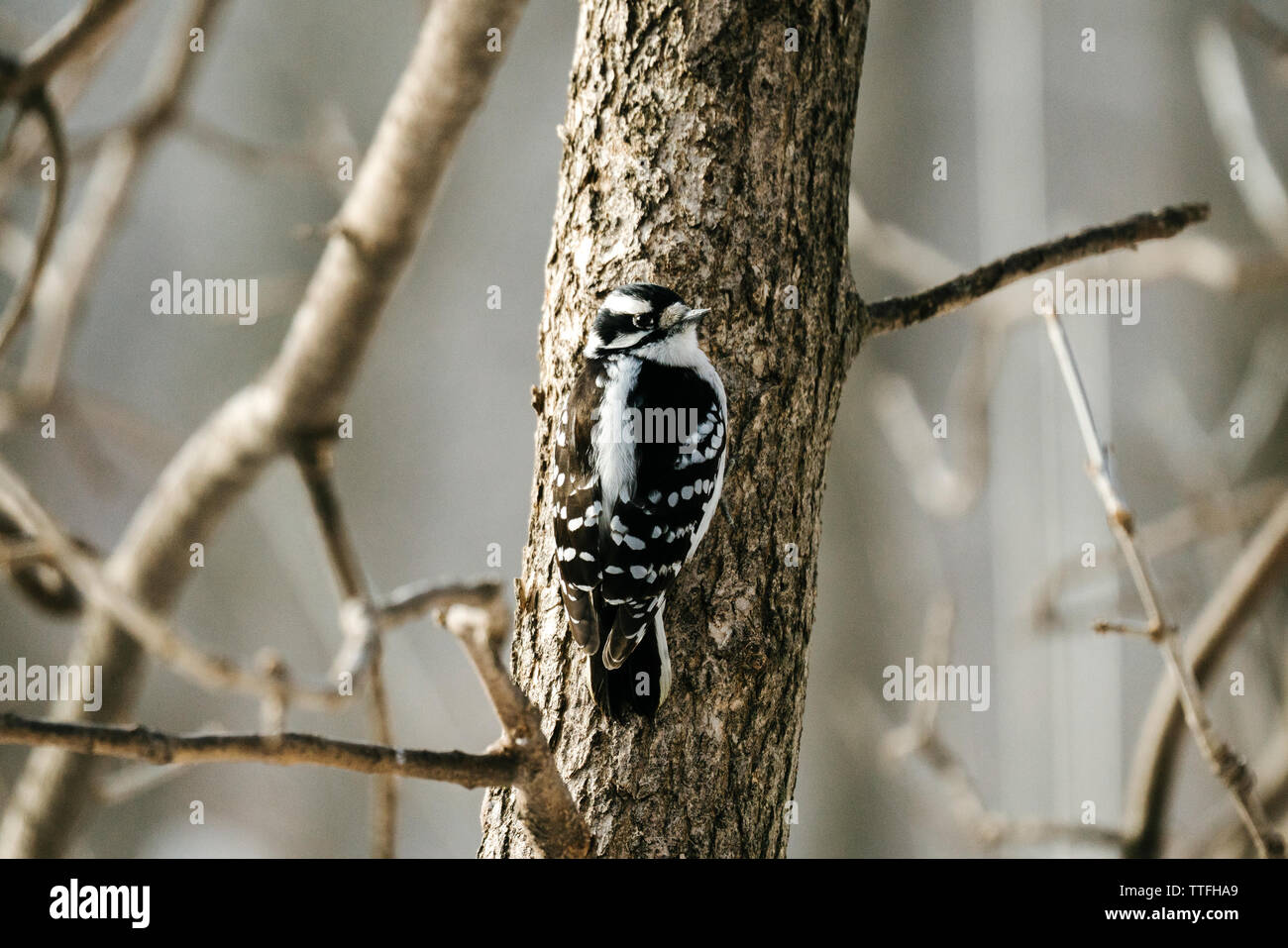 Rear view of a Downy Woodpecker on a tree Stock Photo - Alamy