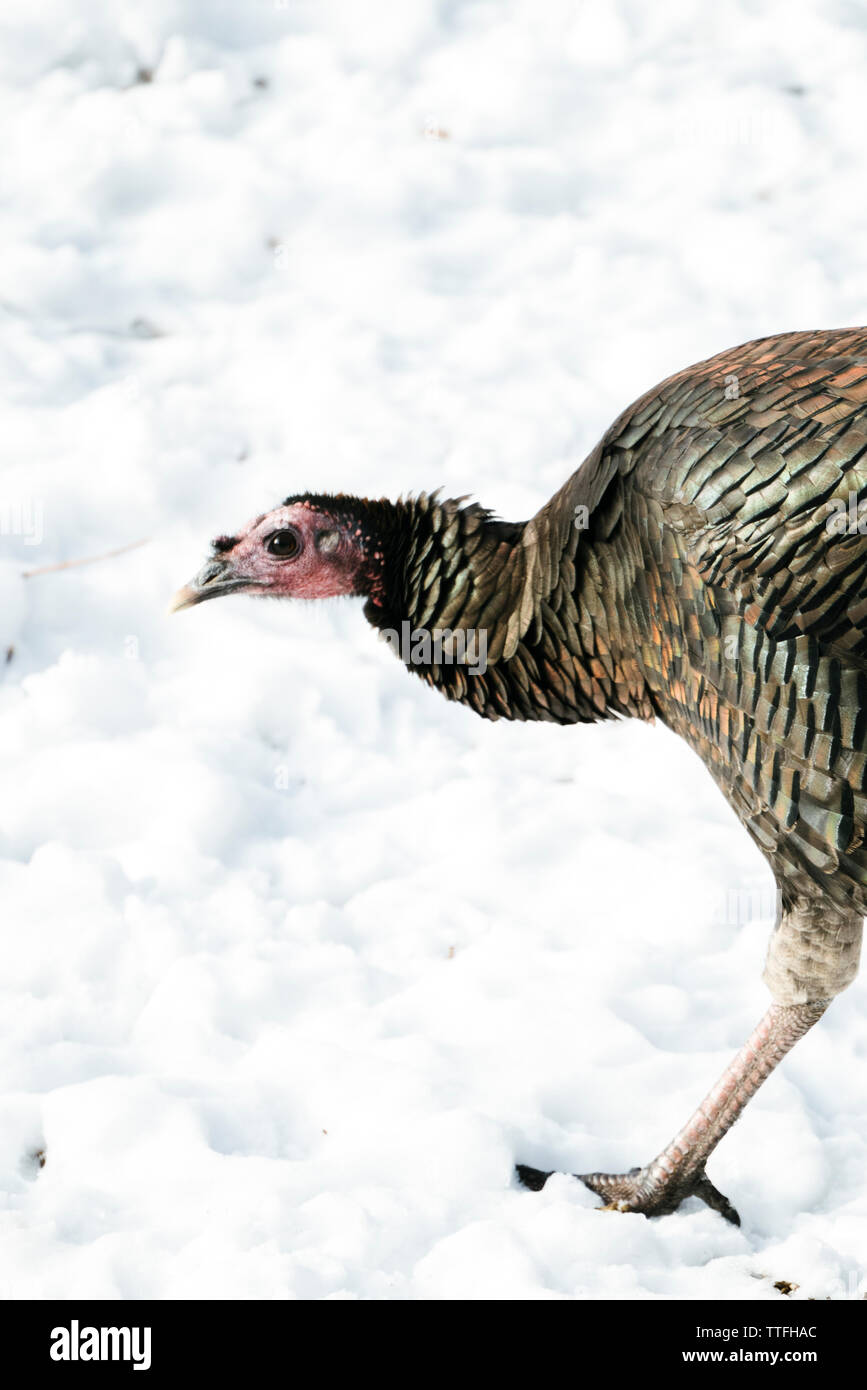 Nature of turkey hi-res stock photography and images - Alamy