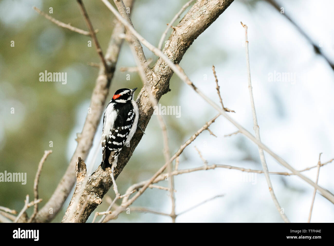 Rear view of a Downy Woodpecker on a tree Stock Photo - Alamy