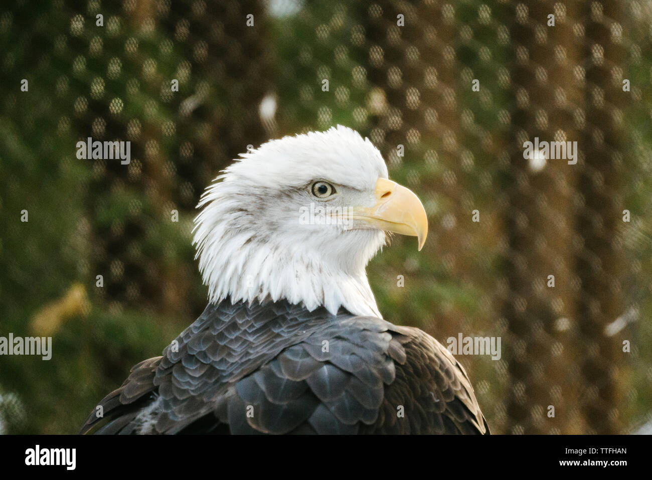 Closeup side view of an adult bald eagle in a zoo enclosure Stock Photo ...